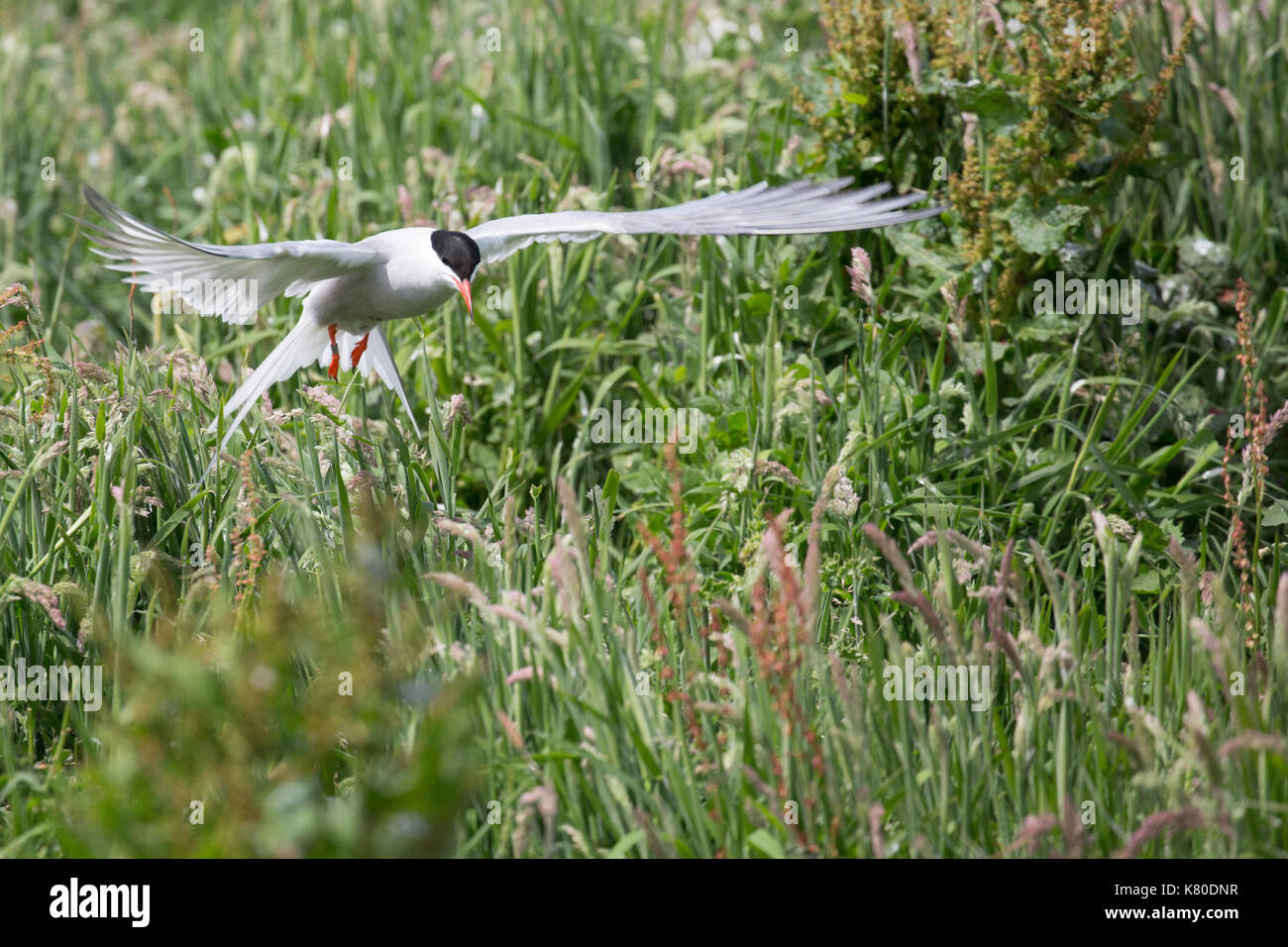 Arctic Tern ( Sterna paradisaea) returning to its young carrying a sand ...