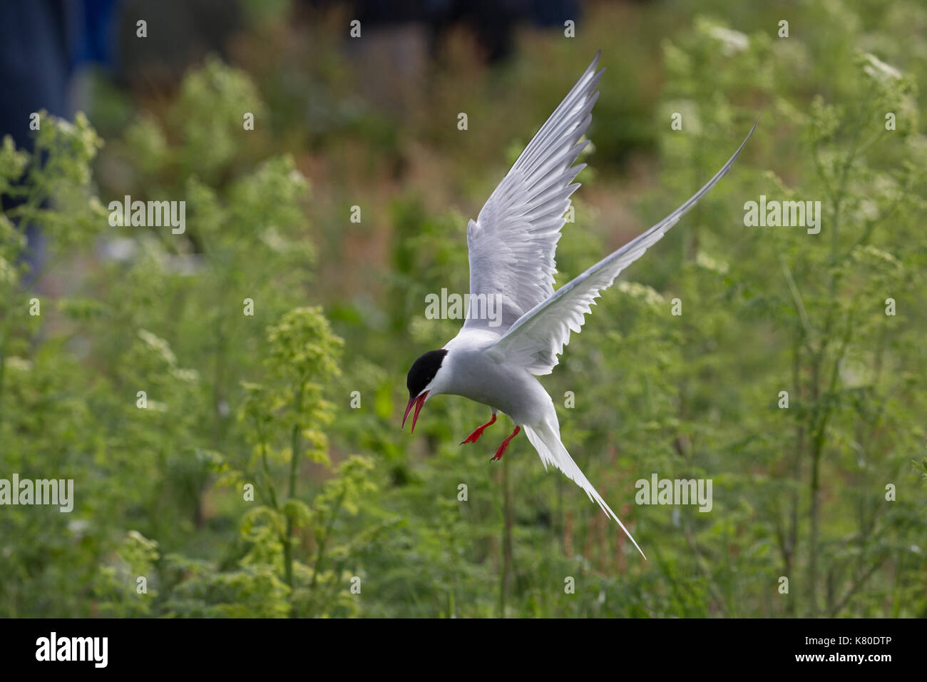 Arctic tern in flight Stock Photo - Alamy