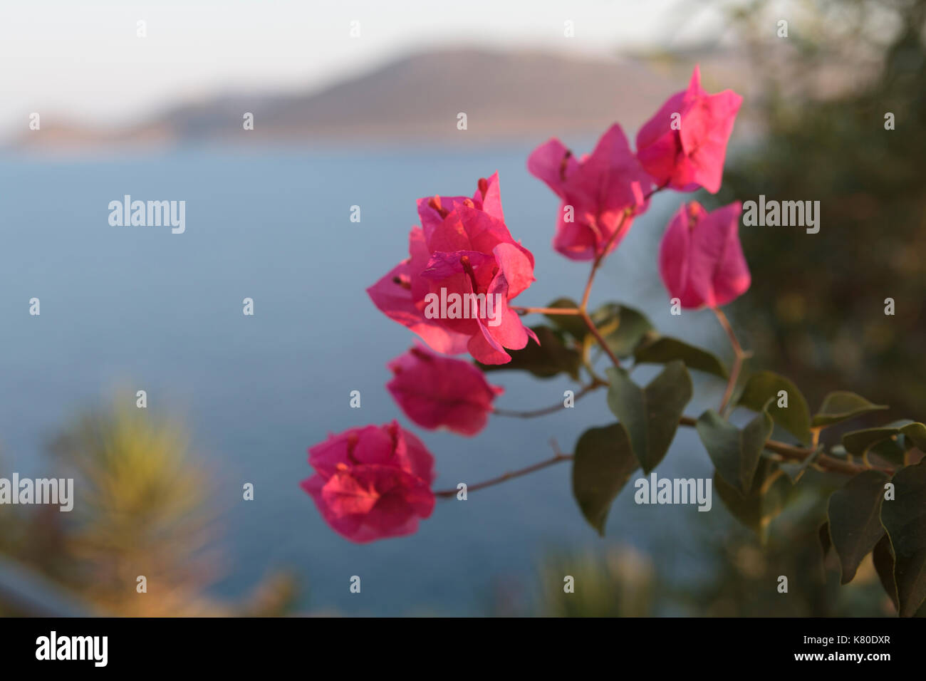 Bougainvillea turkey hi-res stock photography and images - Alamy