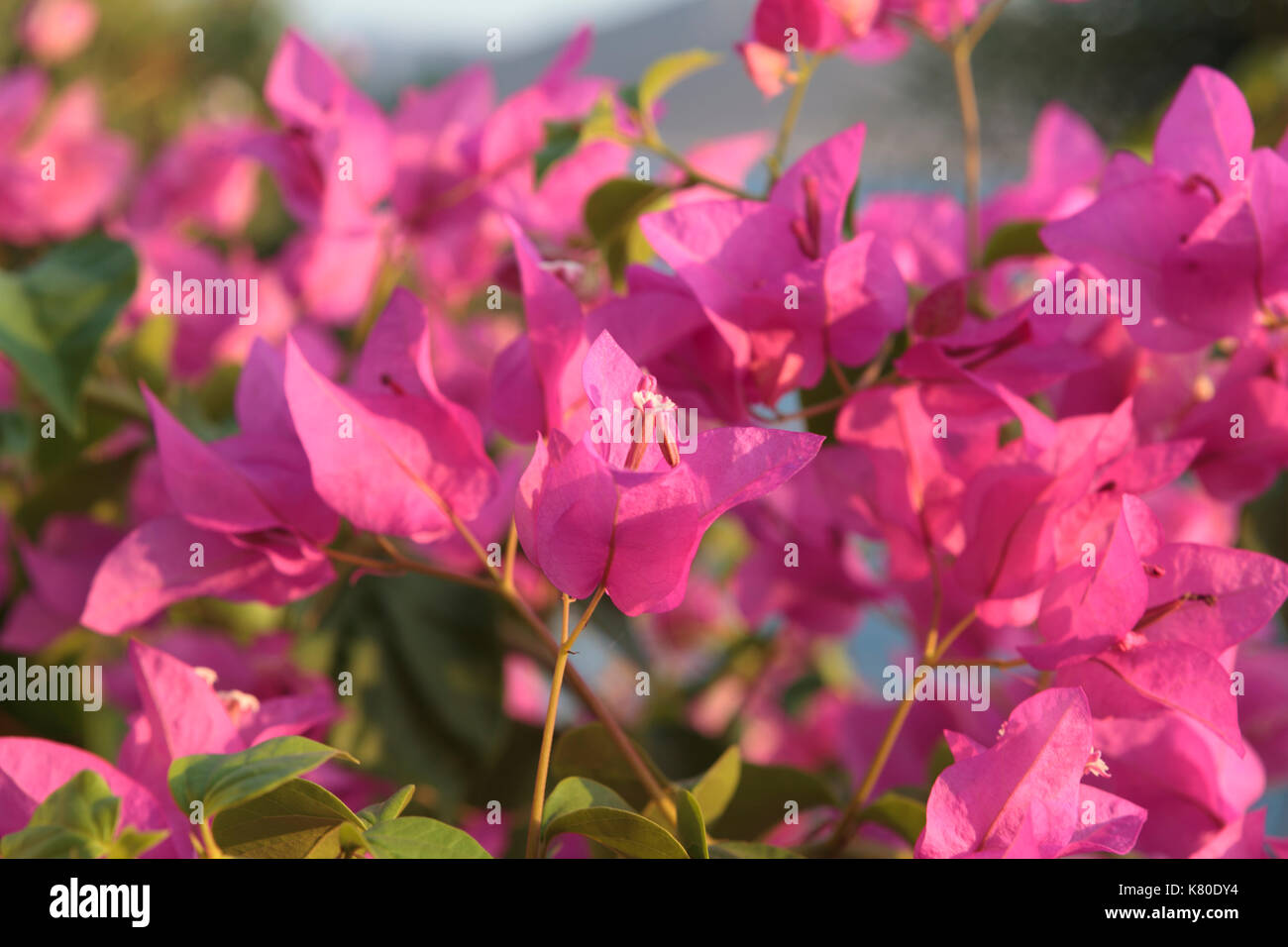 Bougainvillea turkey hi-res stock photography and images - Alamy