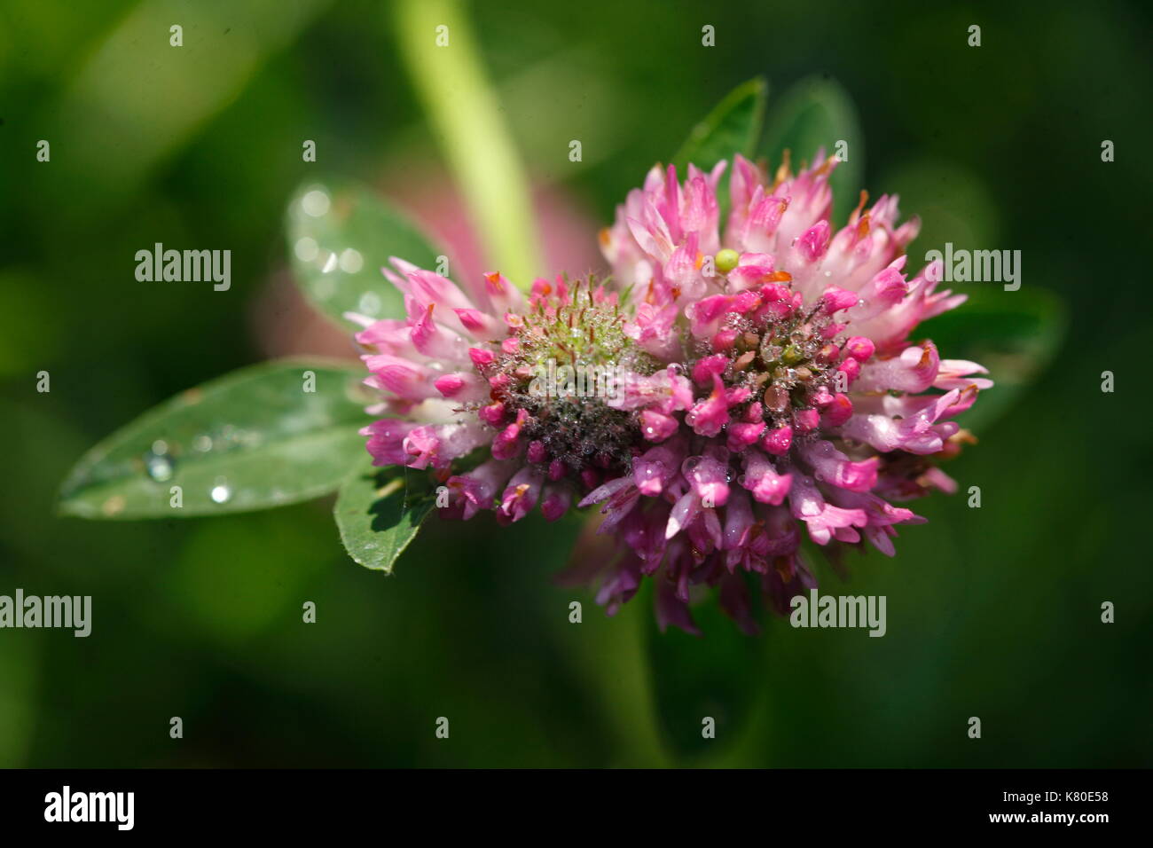 Meadow clover hi-res stock photography and images - Alamy