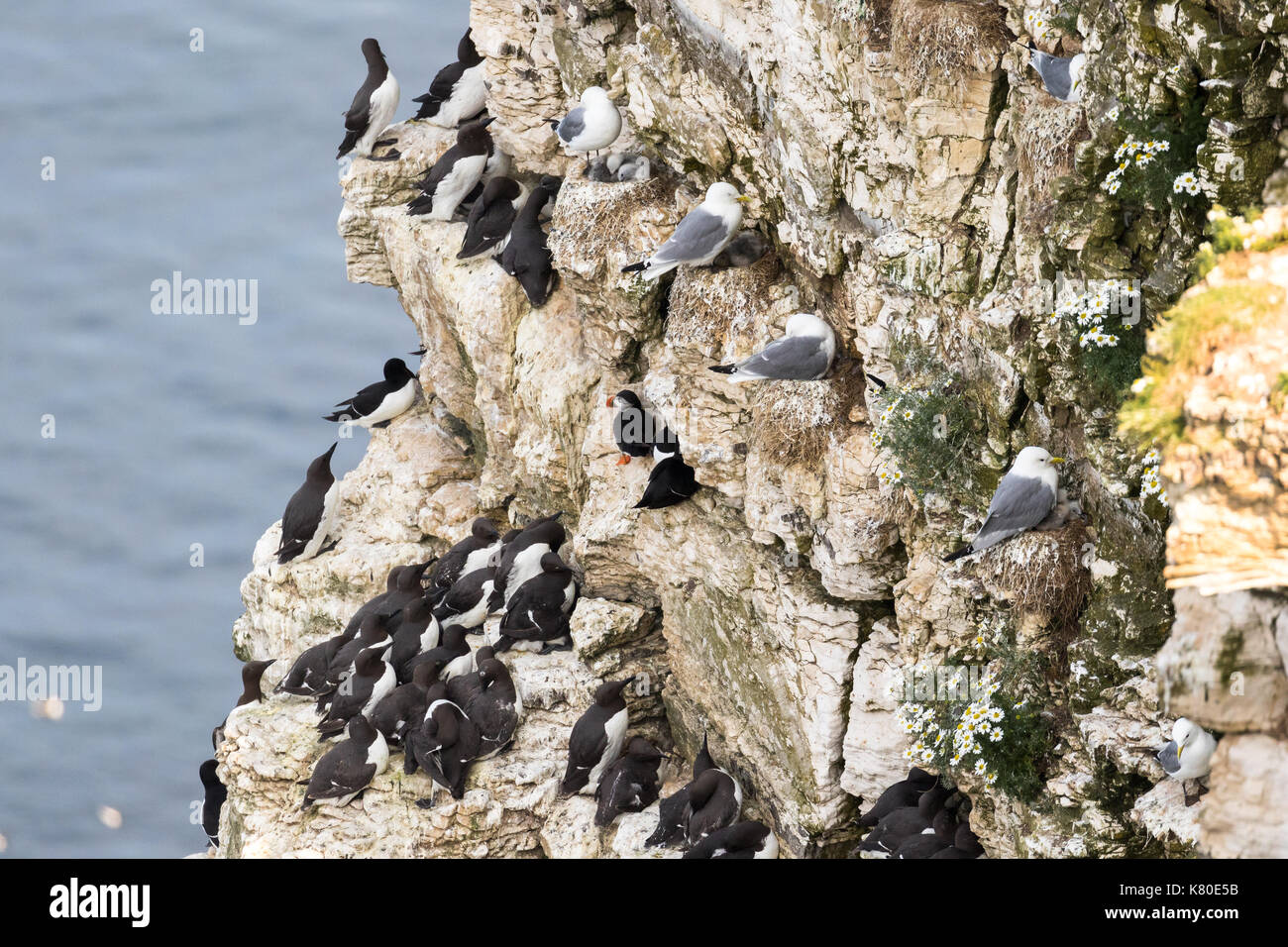 Nesting seabirds on a cliff in coastal Northern UK Stock Photo - Alamy