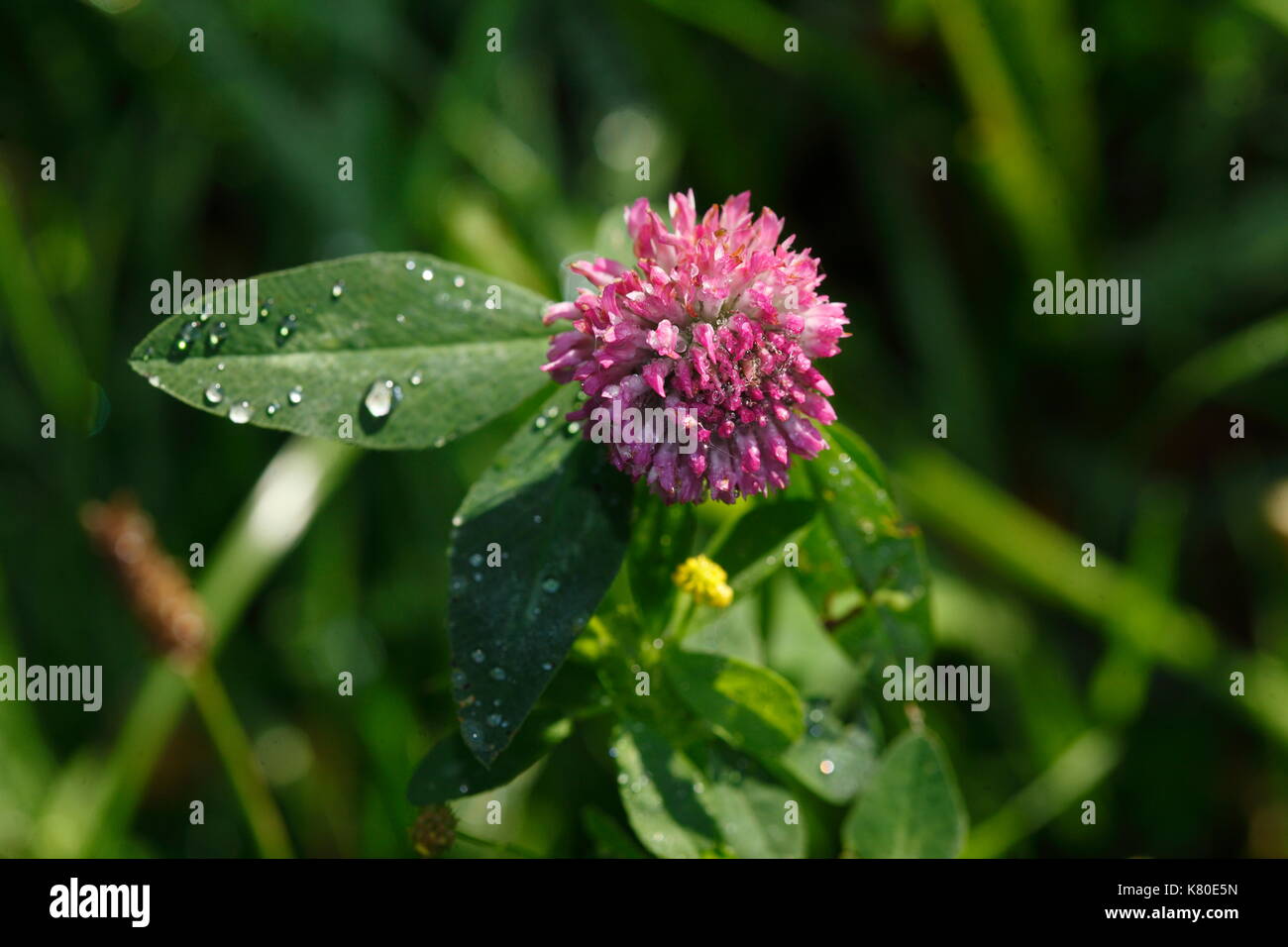 Meadow clover hi-res stock photography and images - Alamy