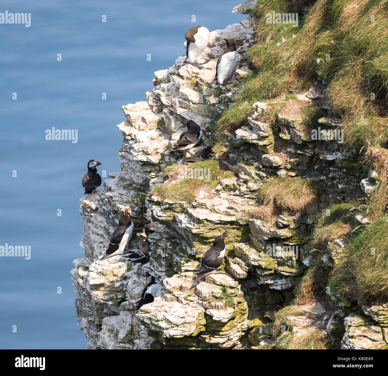 Guano on a cliff hi-res stock photography and images - Alamy