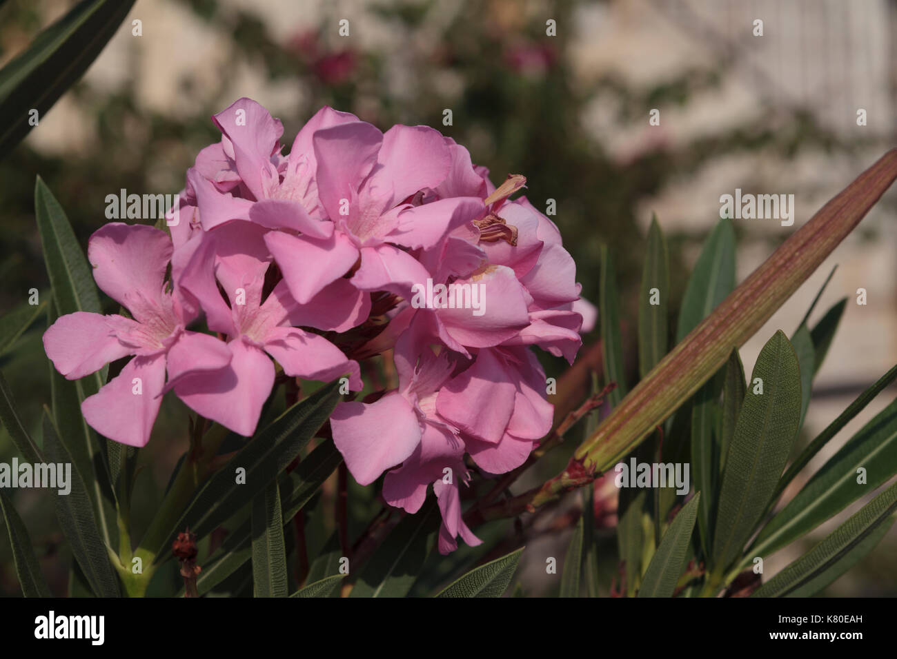 Nerium nerium oleander hi-res stock photography and images - Alamy