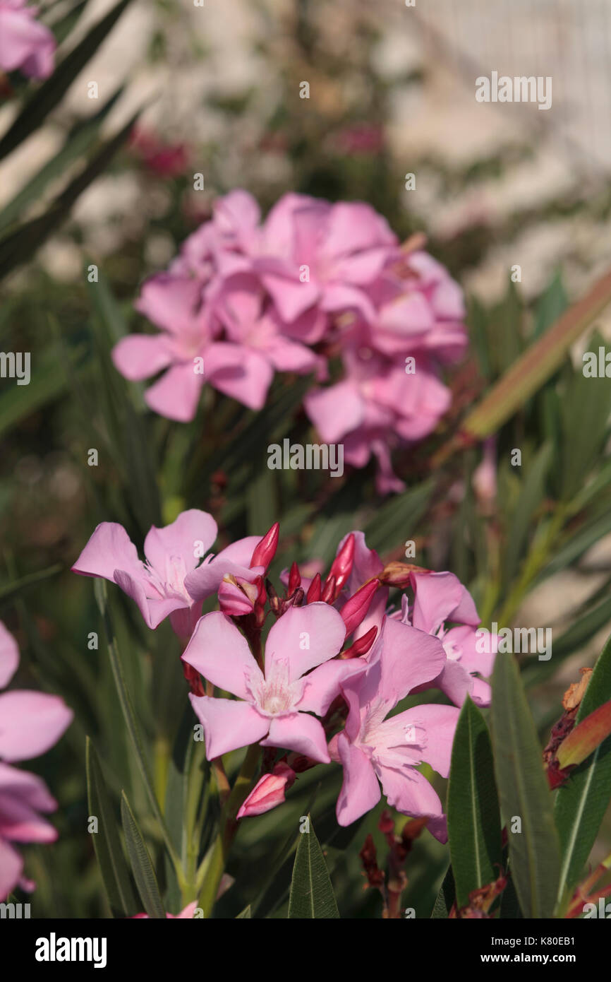 Nerium nerium oleander hi-res stock photography and images - Alamy