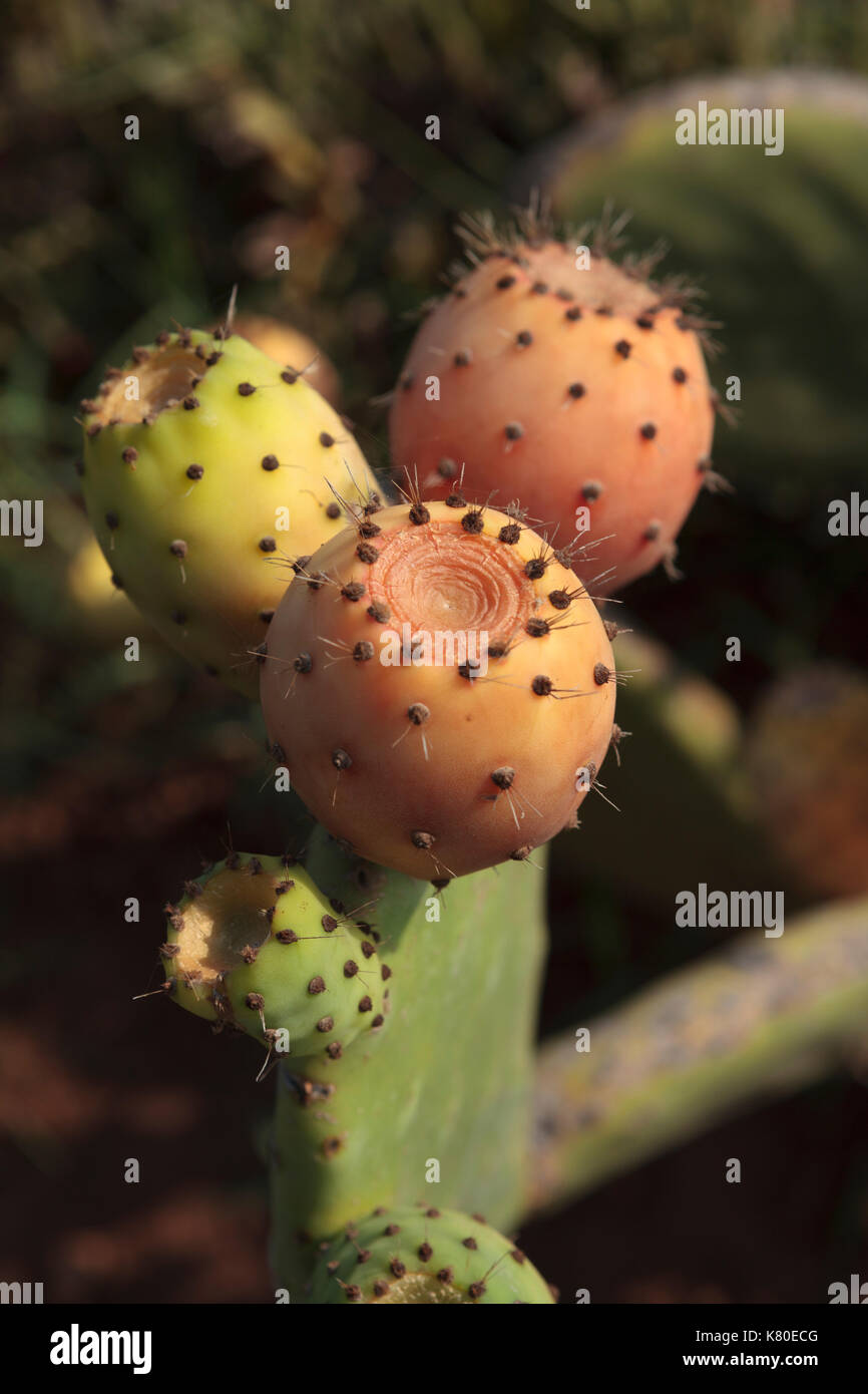 Indian fig cactus hi-res stock photography and images - Alamy