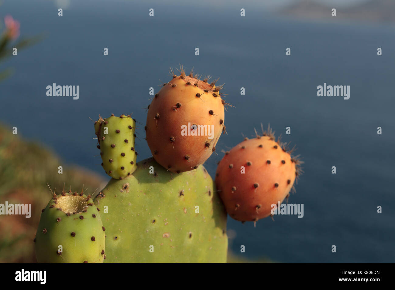 Indian fig cactus hi-res stock photography and images - Alamy