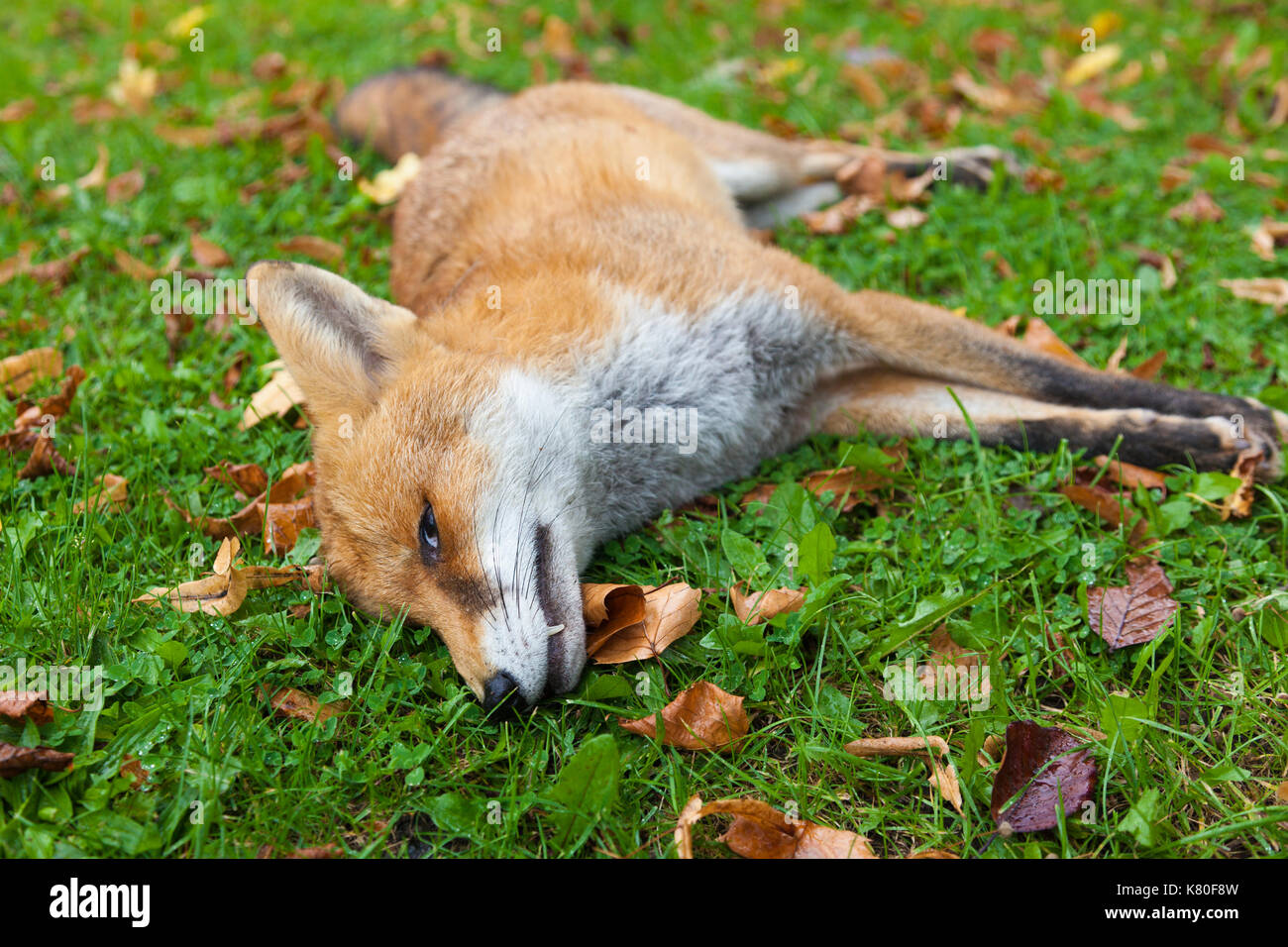 Dead fox on a road hi-res stock photography and images - Alamy