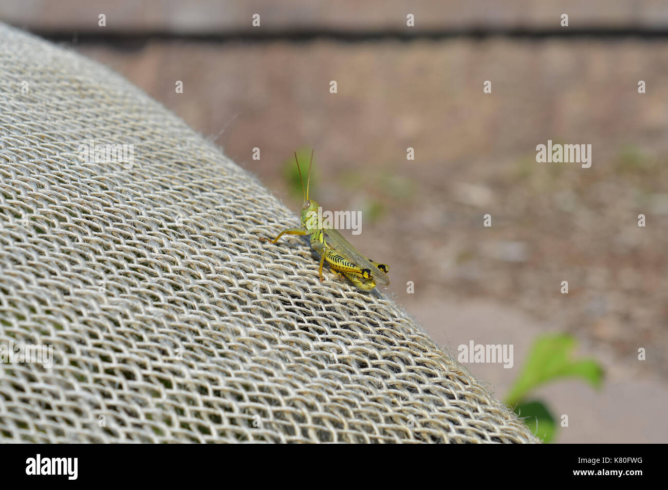 Grasshopper legs hi-res stock photography and images - Alamy