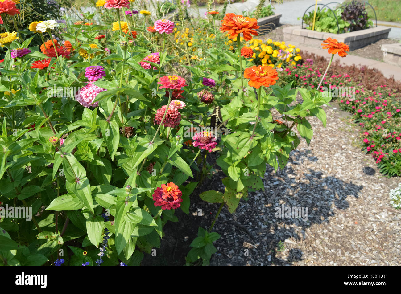 Zinnia flower in the garden Stock Photo - Alamy