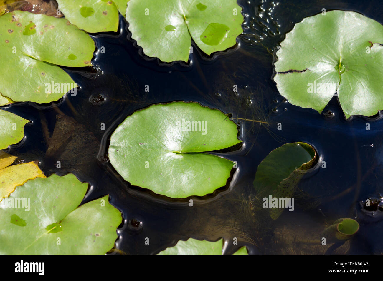 Lotus leaf in the lagoon Natural background Stock Photo - Alamy