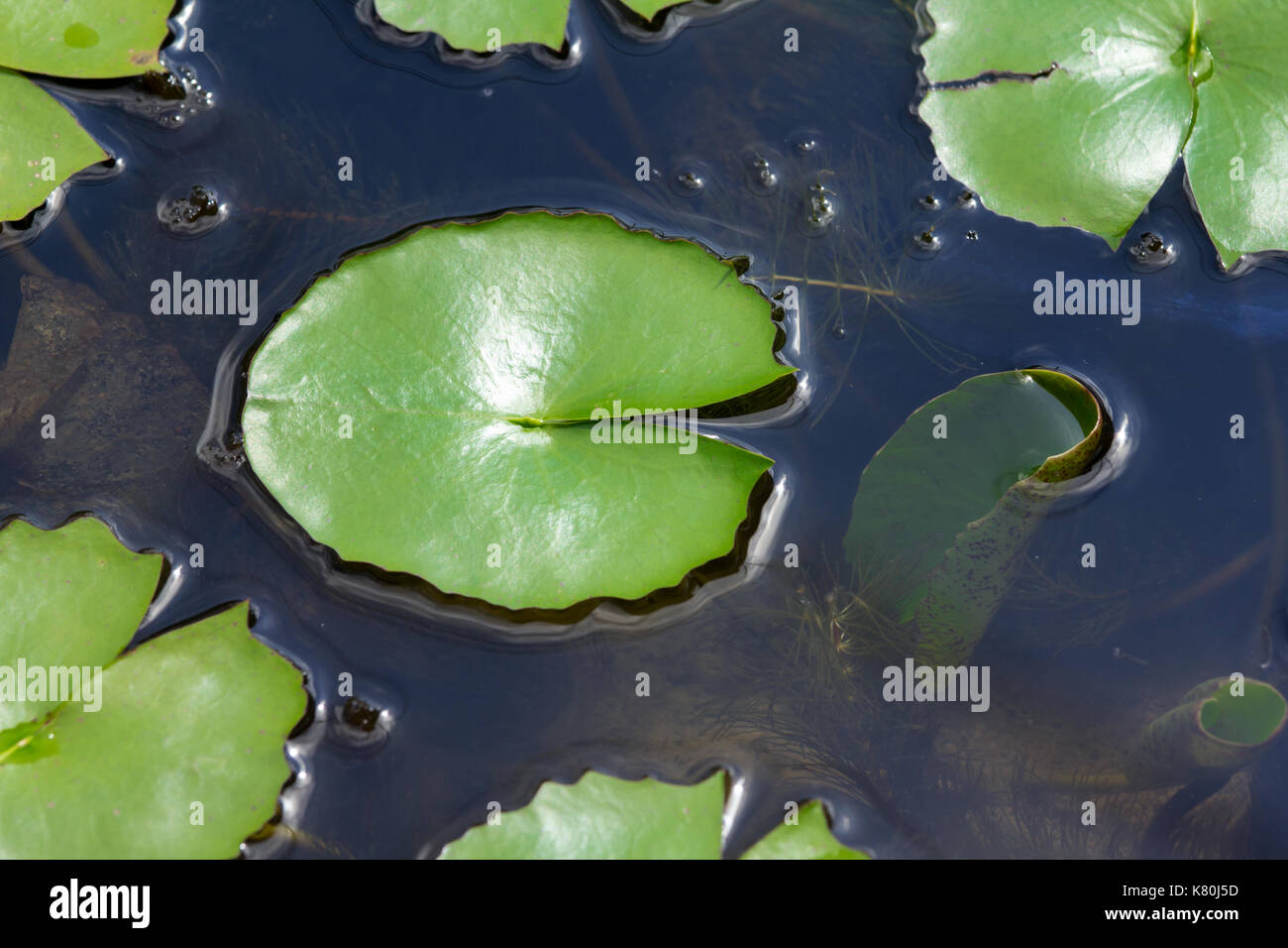 Lotus leaf in the lagoon Natural background Stock Photo - Alamy