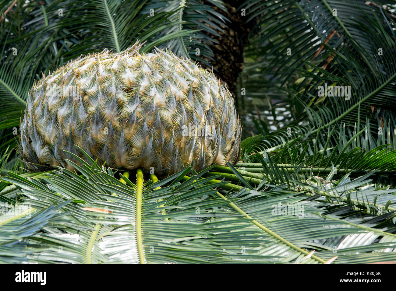 Cycad palm hi-res stock photography and images - Alamy