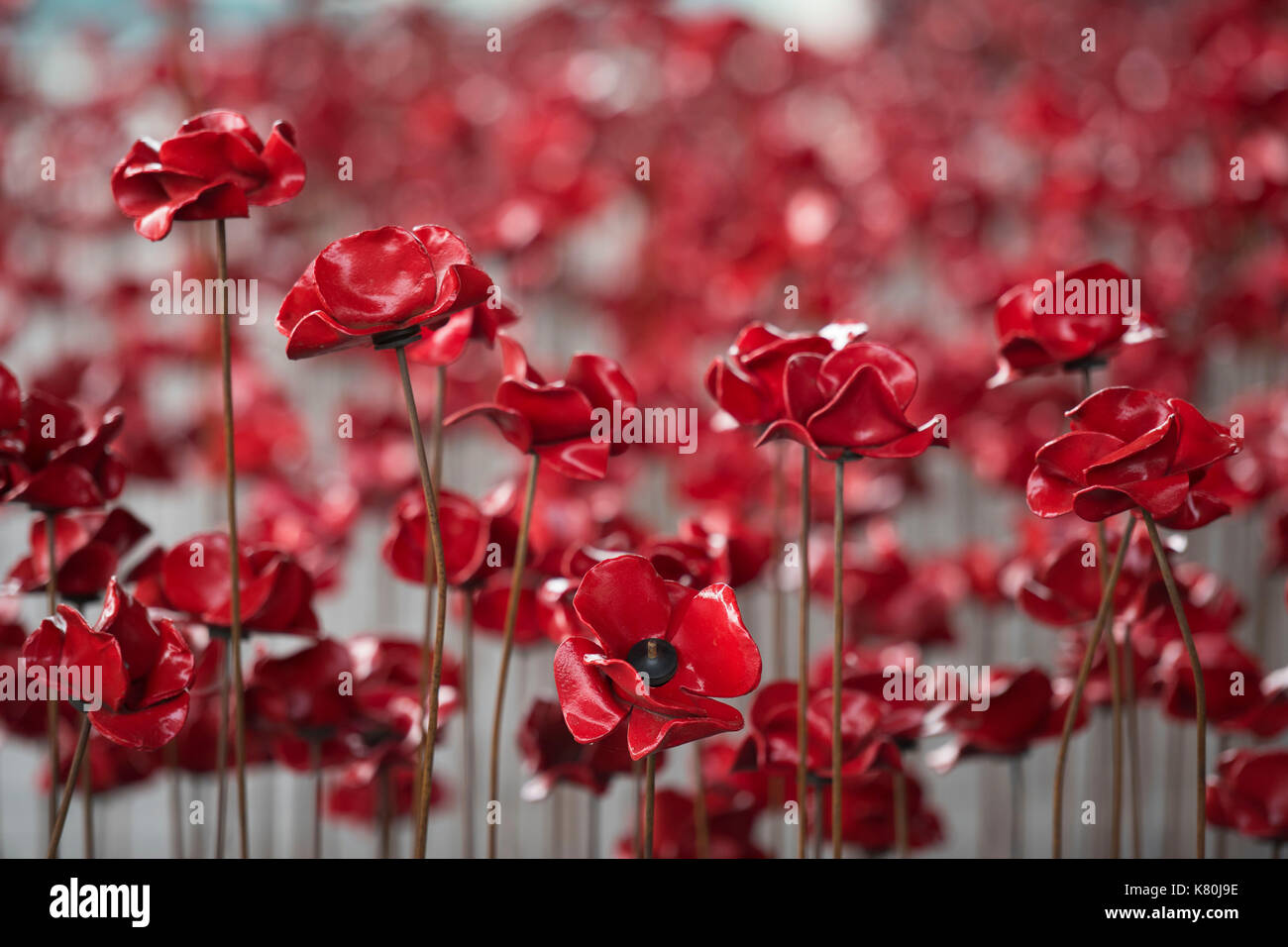 The Weeping Window installation at the Senedd Stock Photo - Alamy