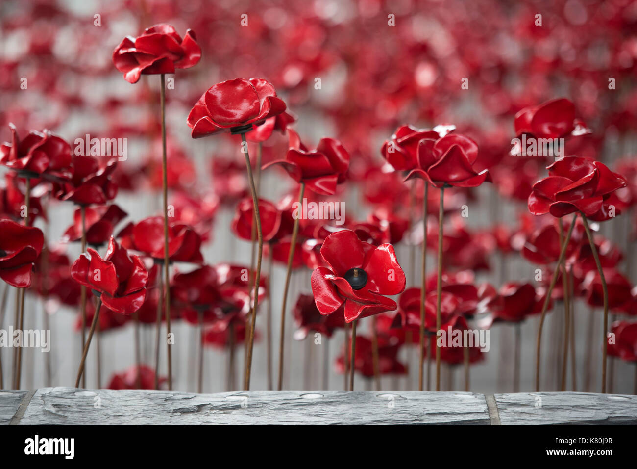 The Weeping Window installation at the Senedd Stock Photo - Alamy