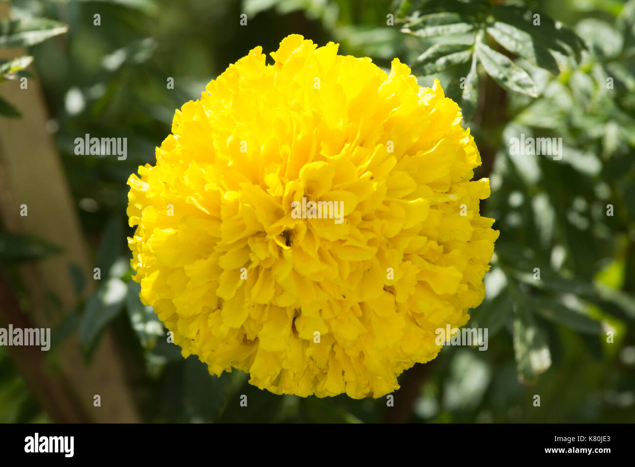 Marigolds flower on tree background Stock Photo - Alamy