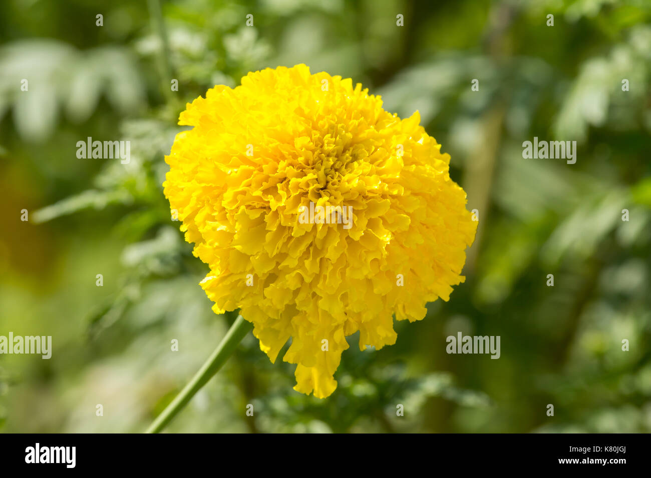 Marigold flower tree hi-res stock photography and images - Alamy