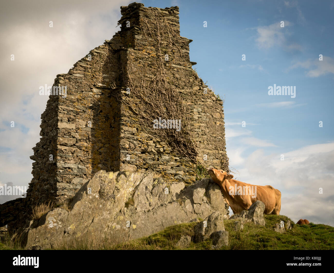 Good looking cow hi-res stock photography and images - Alamy