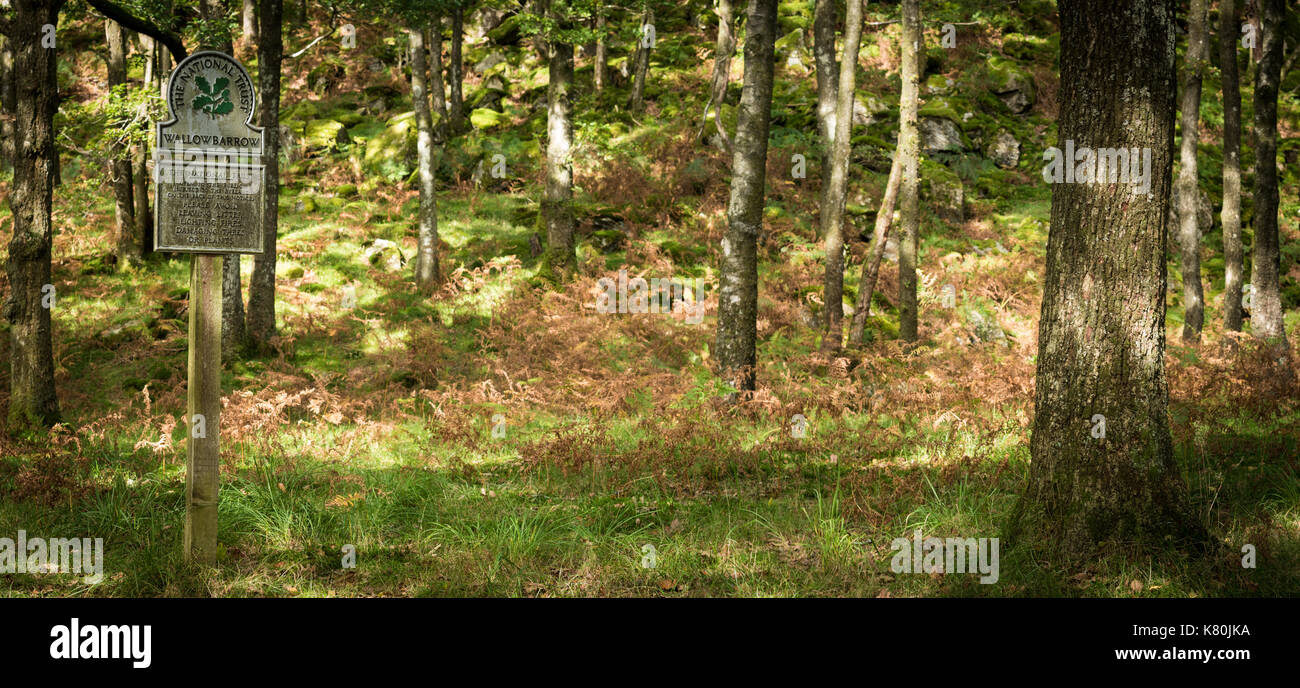 Dunnerdale forest hi-res stock photography and images - Alamy
