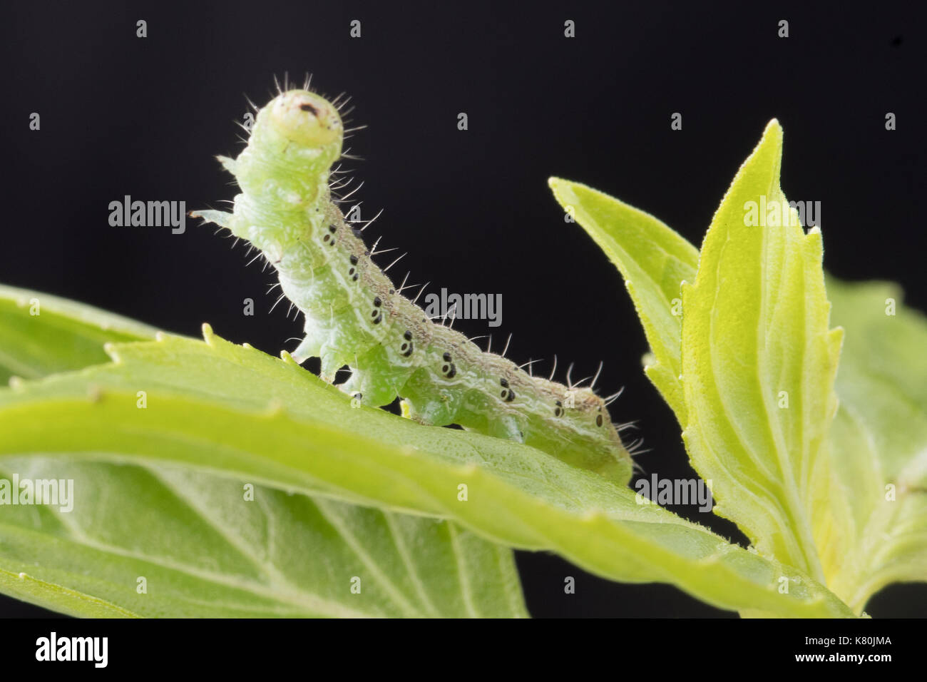 Green looper hi-res stock photography and images - Alamy