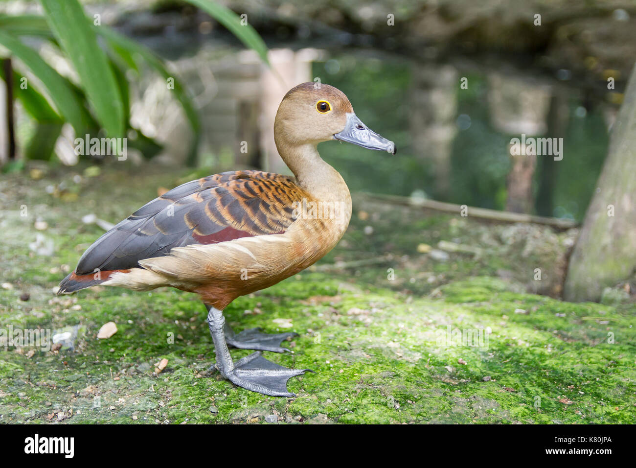 Duck stand hi-res stock photography and images - Alamy