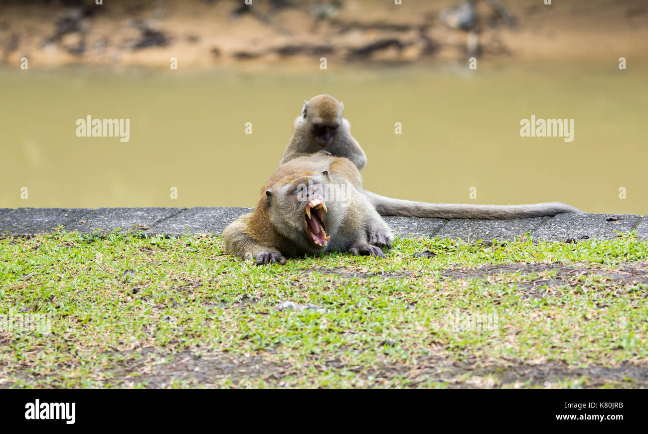 Family macaque eating On the ground Stock Photo - Alamy