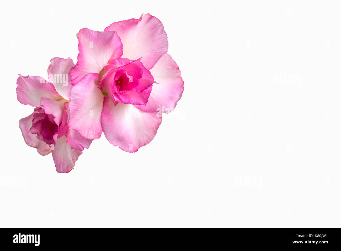 Floral , desert rose flower background Stock Photo - Alamy