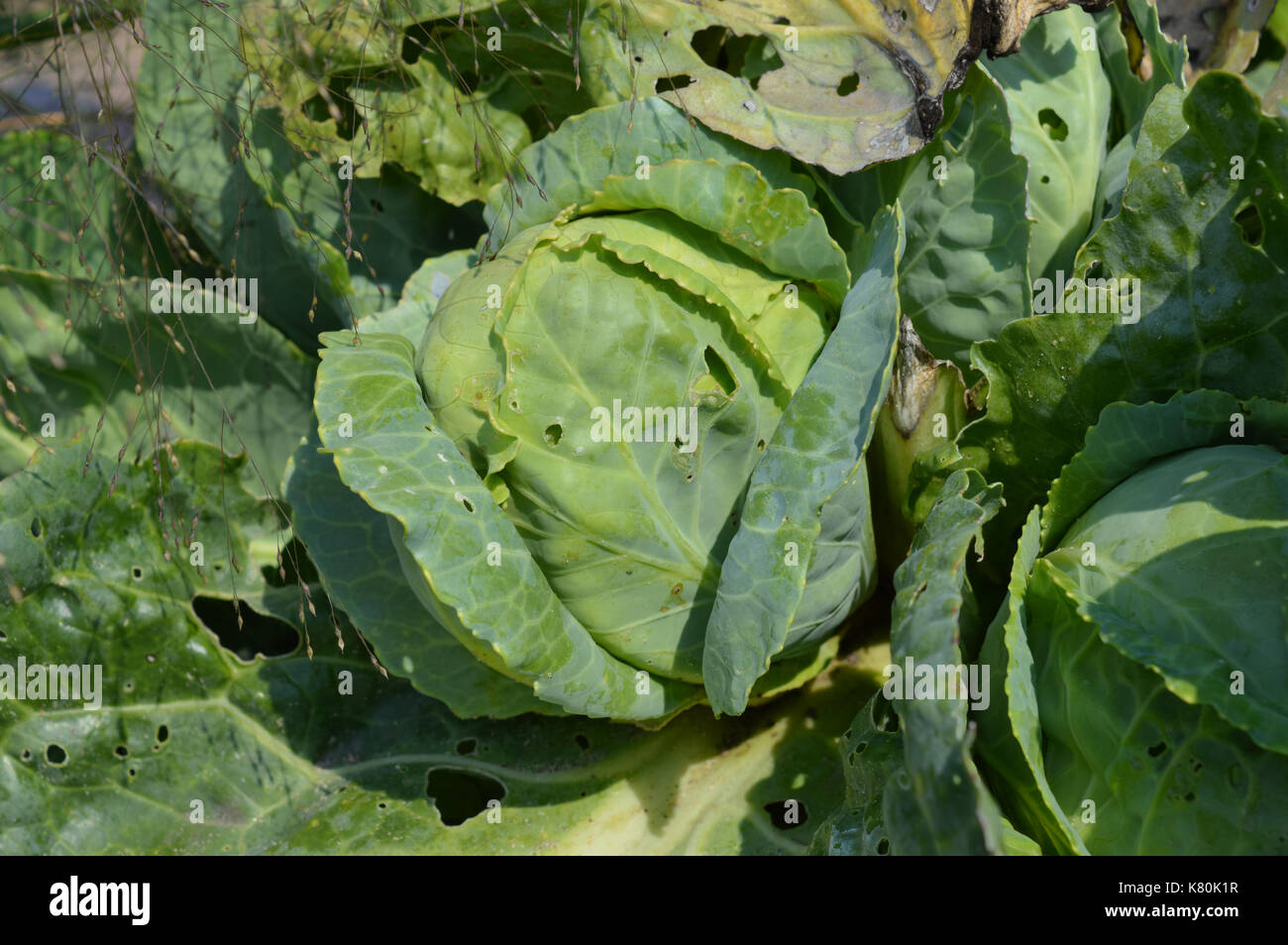 Cabbage in the garden hi-res stock photography and images - Alamy