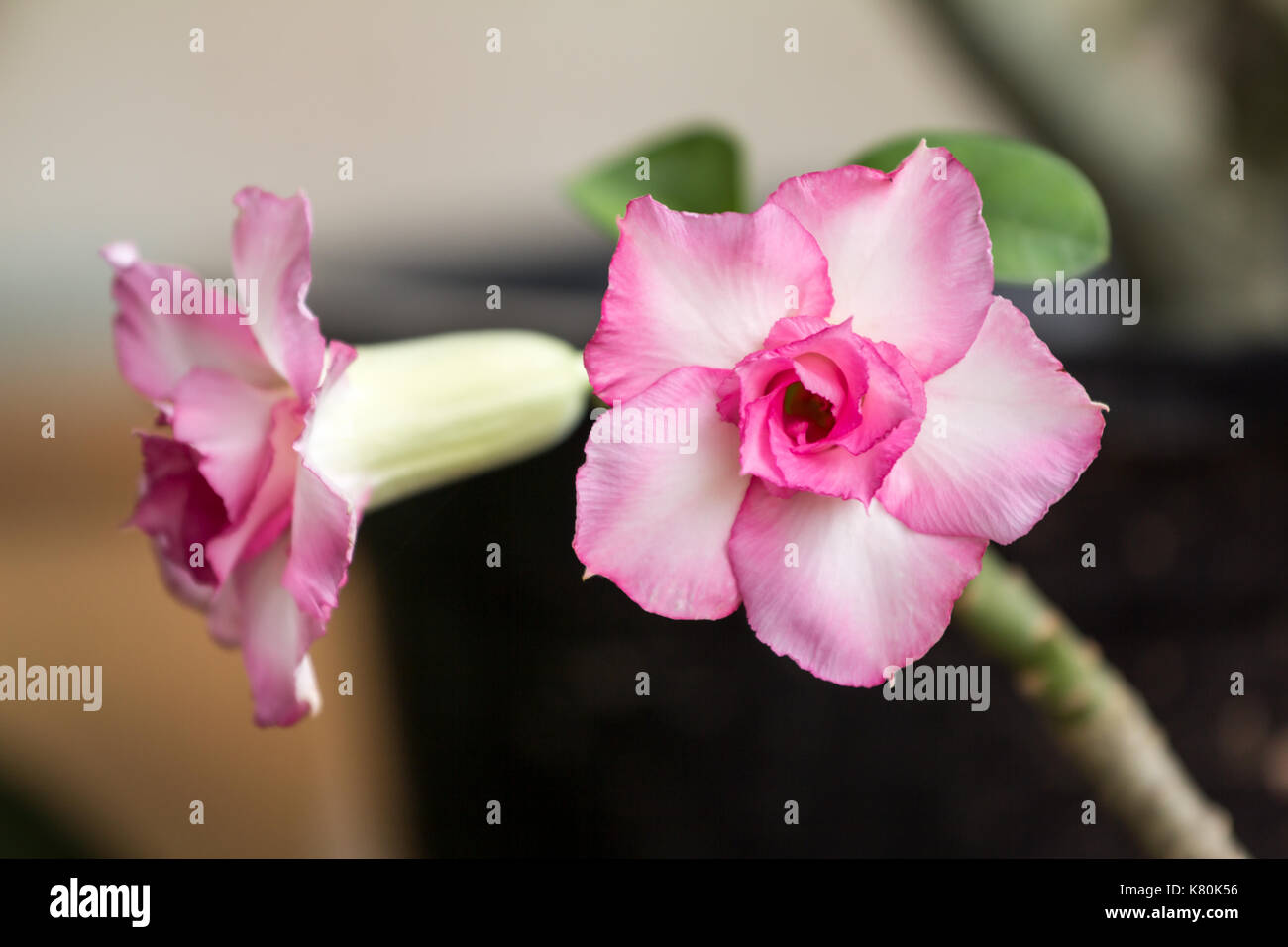Floral , desert rose flower background Stock Photo - Alamy