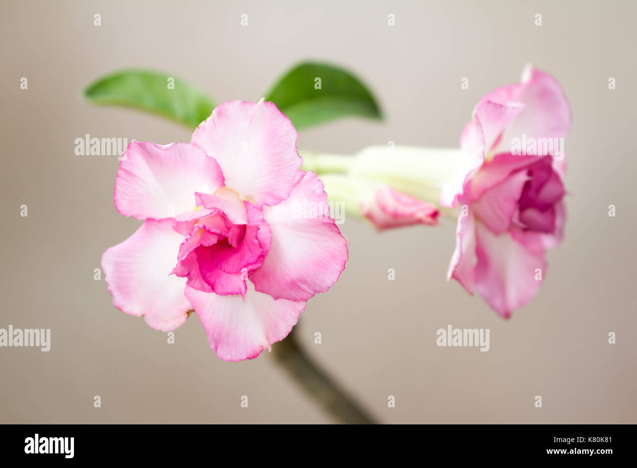 Floral , desert rose flower background Stock Photo - Alamy