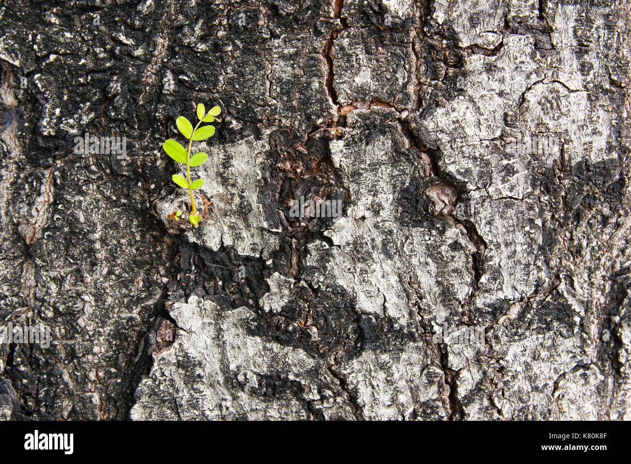 Little branch hi-res stock photography and images - Alamy