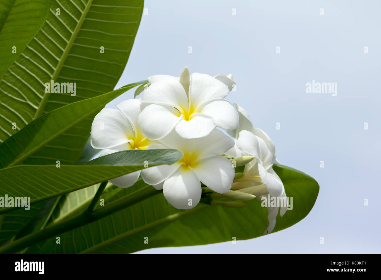 Frangipani flowers on sky background Stock Photo - Alamy
