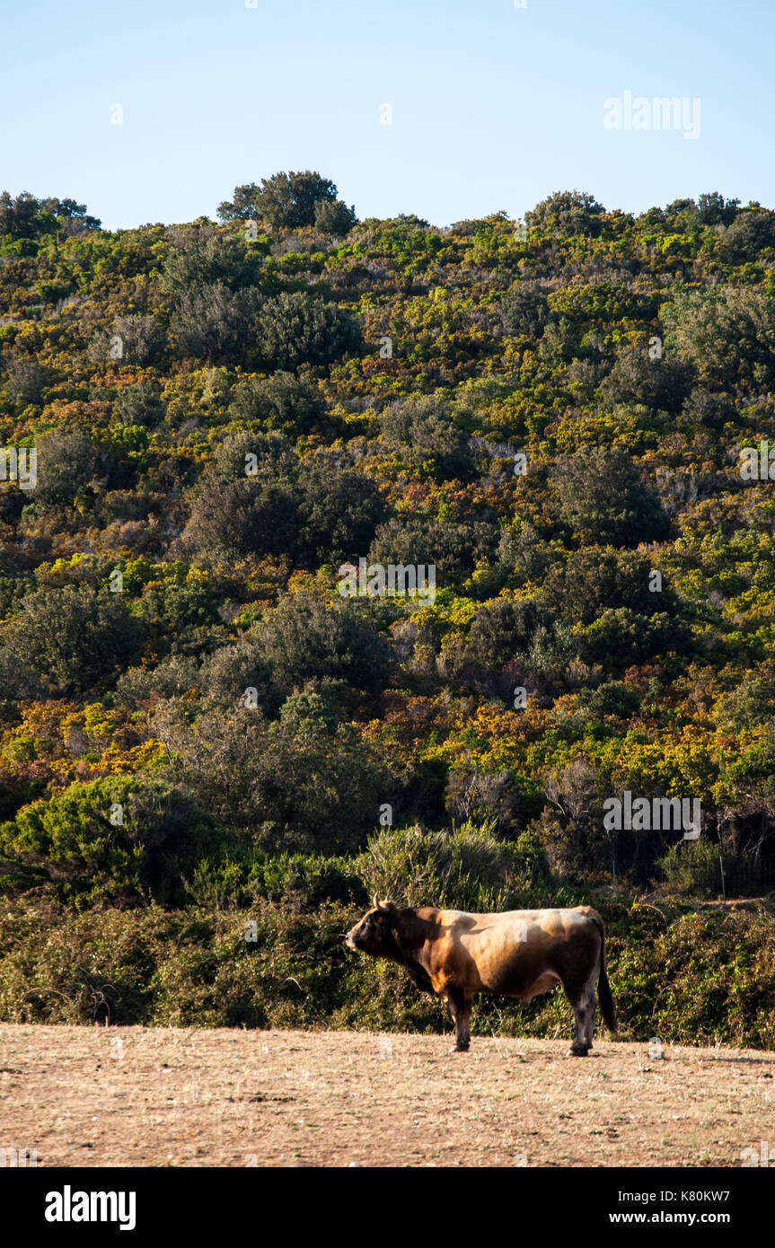 Corsica: a cow in the Mediterranean maquis along the Sentier des ...