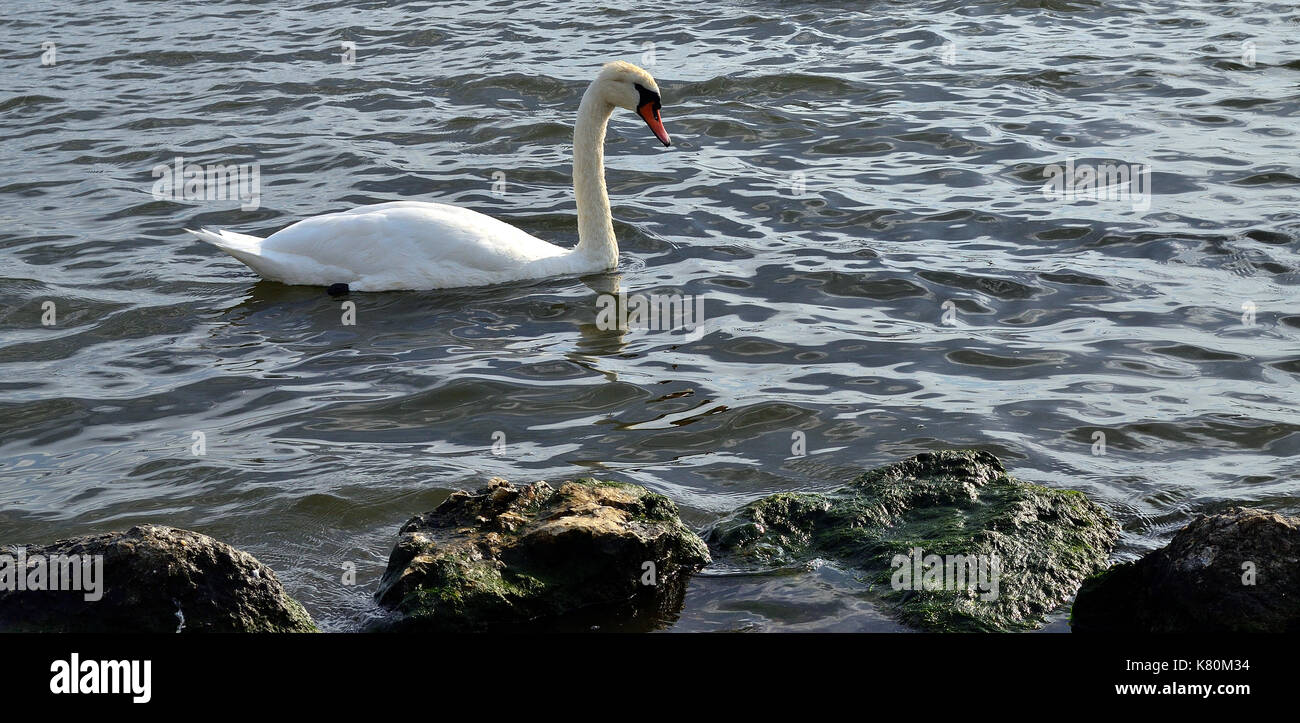 Lonely swan hi-res stock photography and images - Alamy