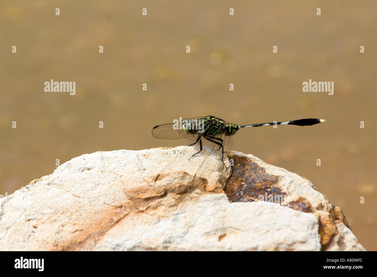 Dragonfly on rock background Stock Photo - Alamy