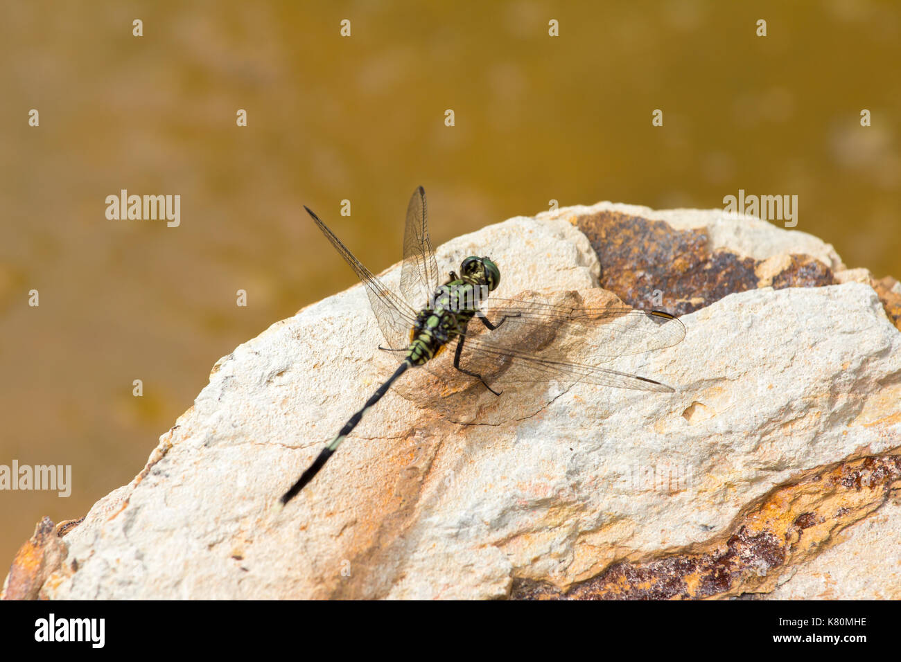 Dragonfly on rock background Stock Photo - Alamy