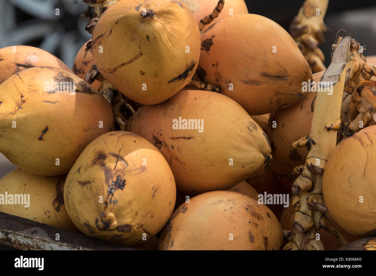 King coconut (Cocos nucifera) is a variety of coconut, native to Sri ...