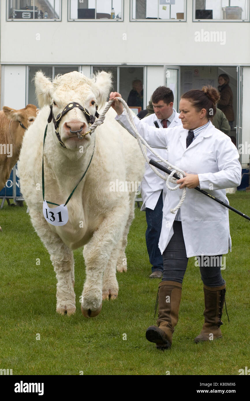 Charolais cows hi-res stock photography and images - Alamy