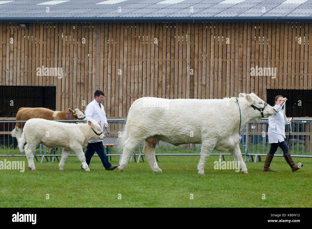 Charolais cow and calf with handlers at showgrond Stock Photo - Alamy