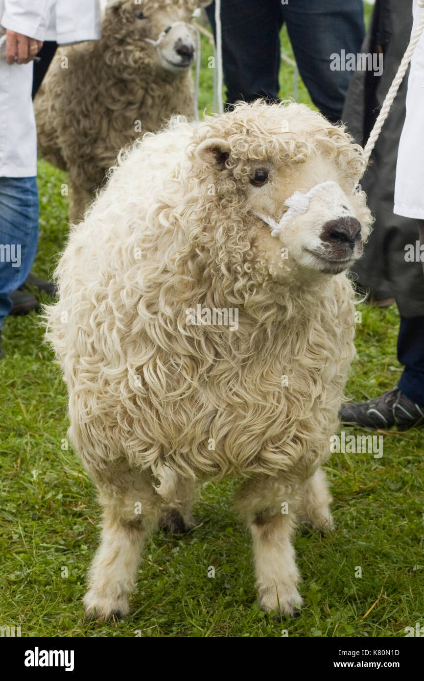 Greyfaced Dartmoors, sheep in a show Stock Photo - Alamy