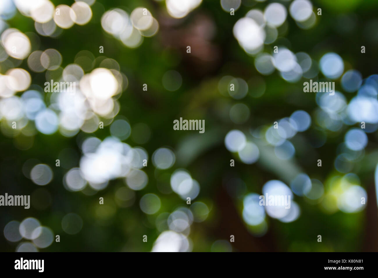 Bokeh tree hi-res stock photography and images - Alamy