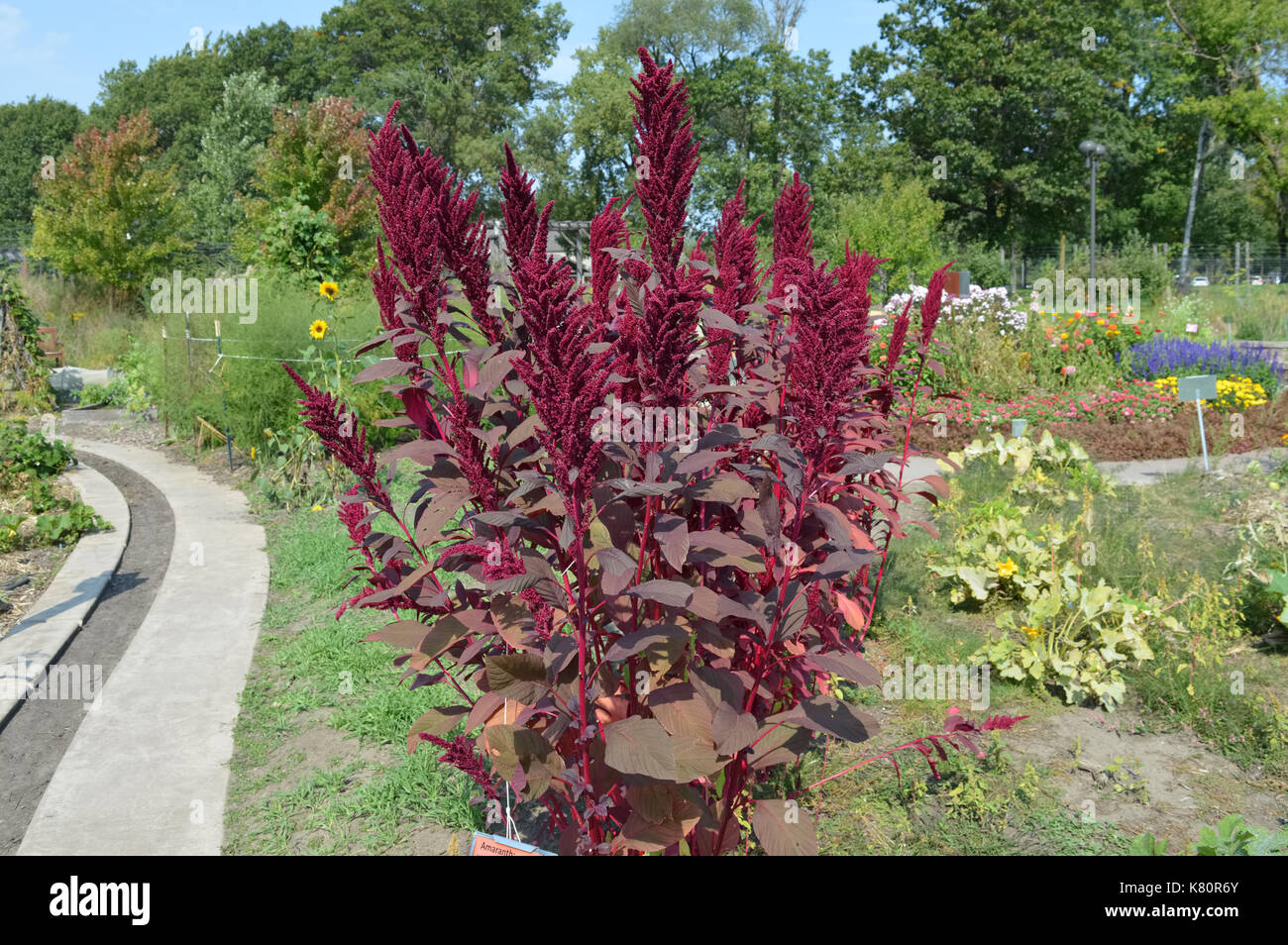 Purple grain amaranth hi-res stock photography and images - Alamy