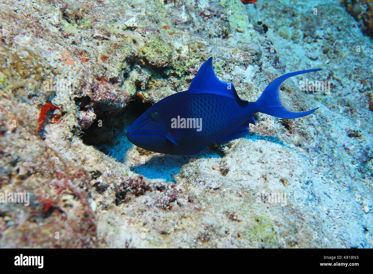 Red-toothed triggerfish (Odonus niger) underwater in the tropical coral ...