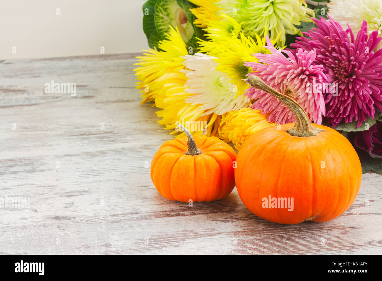 Colorful autumn display mums pumpkins hi-res stock photography and ...