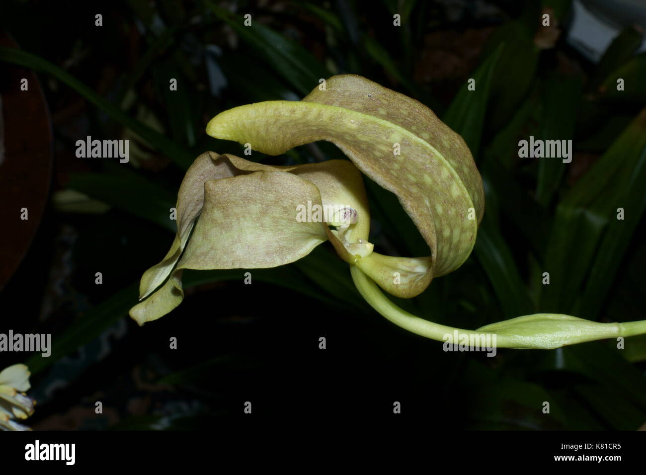 Grandiflorum hi-res stock photography and images - Alamy