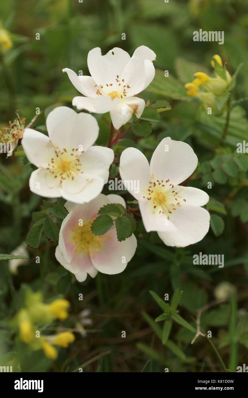 Rhosyn bwrned hi-res stock photography and images - Alamy