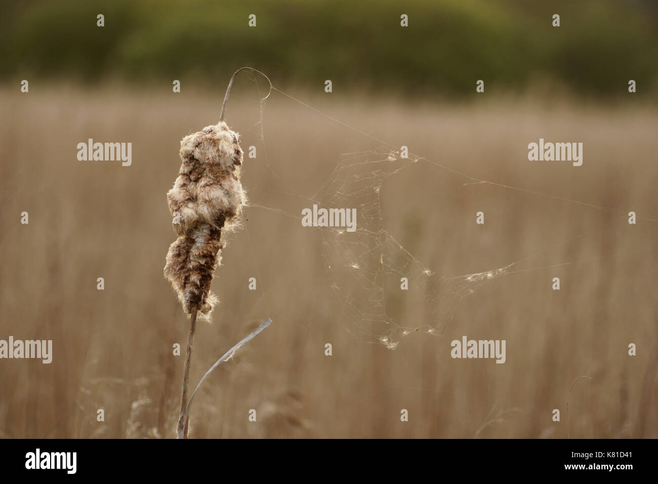 To bulrush hi-res stock photography and images - Alamy