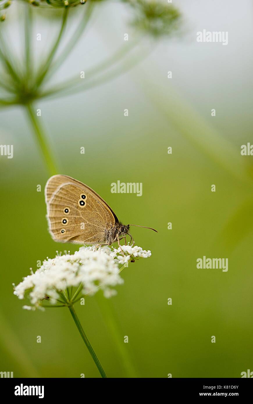 Beautiful summer butterfly Stock Photo - Alamy