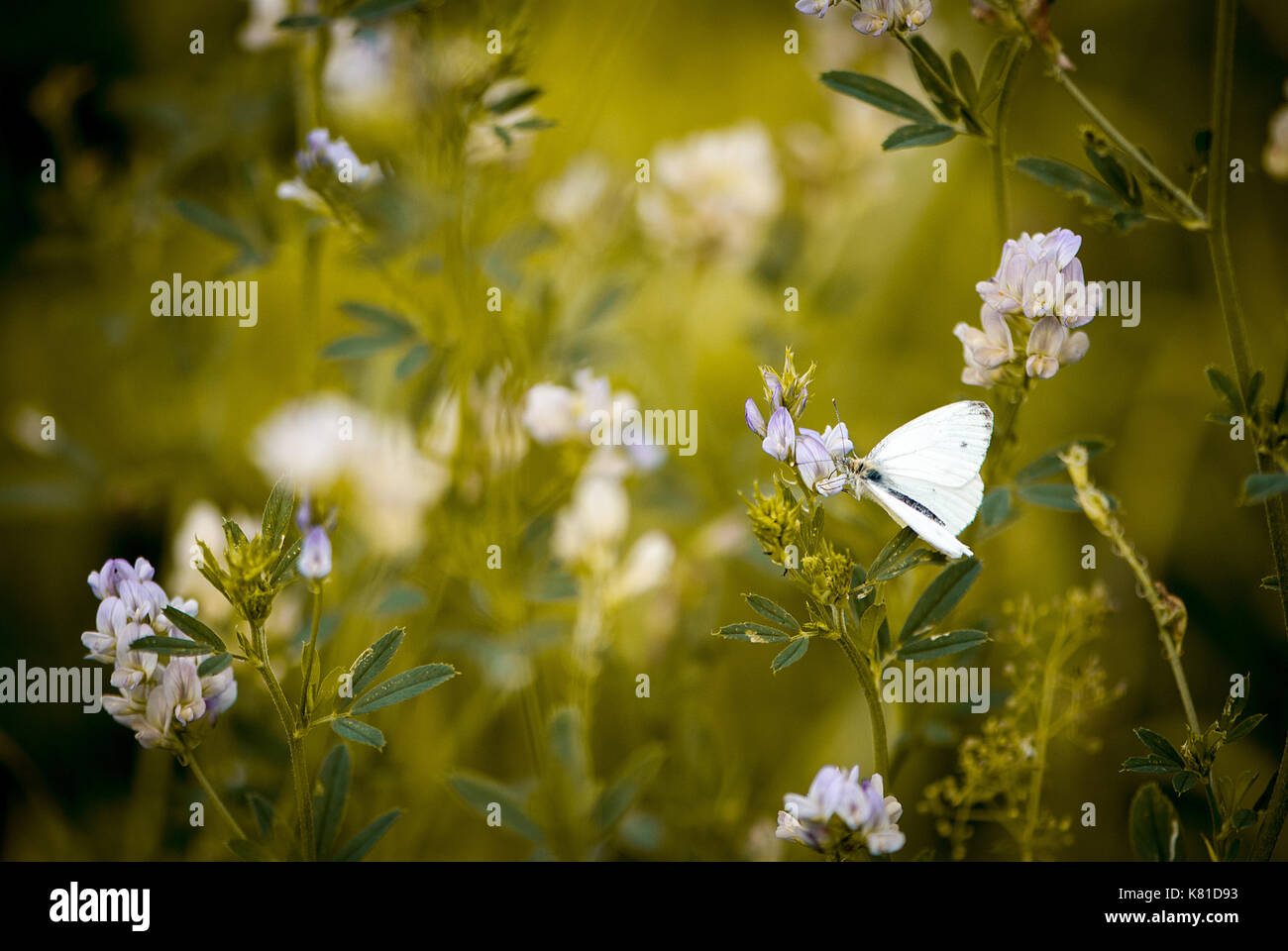 Beautiful summer butterfly Stock Photo - Alamy
